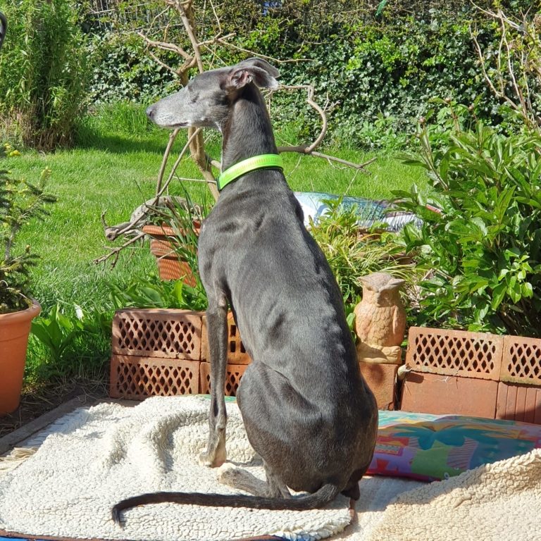 Capi – Hund aus Andalusien e.V.